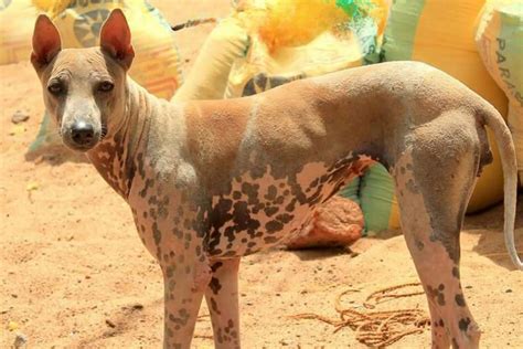 11 Hairless Dog Breeds That Show Bald Truly Is Beautiful Animalko