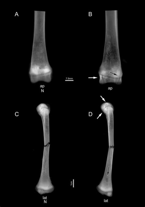Representative Radiographs Of The Tibia At 8 Weeks Radiographs A And