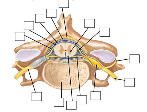 Spinal Cord Cross Section Diagram Quizlet Spinal Cord Cross Section Diagram Quizlet