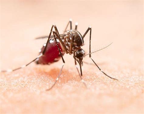 Malaria Causes Symptoms And Complications Apex Hospitals