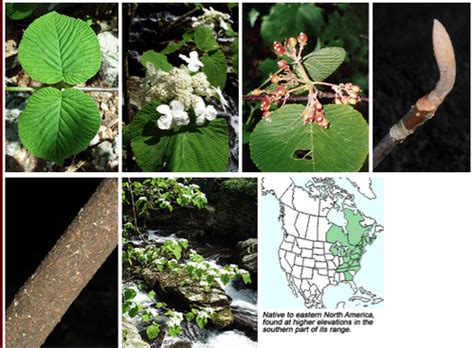Erect Shrubs Flashcards Quizlet