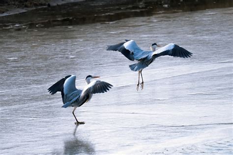 물 속에 서있는 두 마리의 새 사진 Unsplash의 무료 이미지