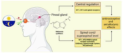 Melatonin Synthesis And Its Anti Nociceptive And Anti Allodynic Download Scientific Diagram
