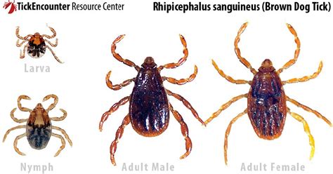Rhipicephalus Sanguineus Microscope