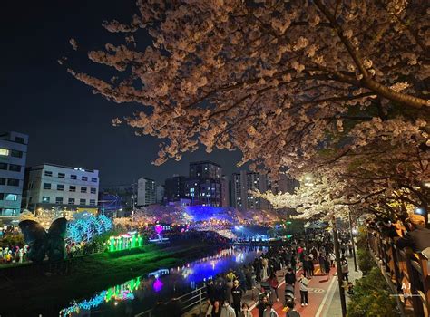 우이천 벚꽃축제 오감 꽃길 야행 다녀온 생생한 후기 스마트폰에 비친 일상