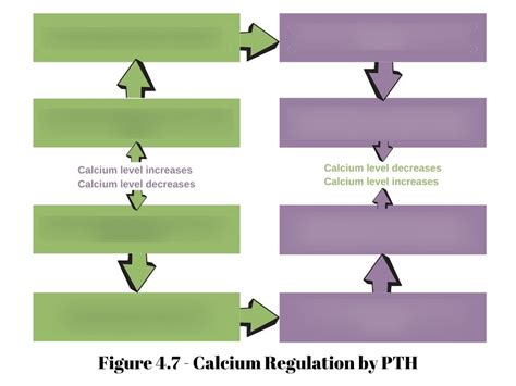 Exploring Creation With Advanced Biology The Human Body Figure Calcium Regulation By