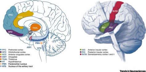 Brain Regions Involved In Central Processing Of Interoceptive Signals The Diagrams In 1080