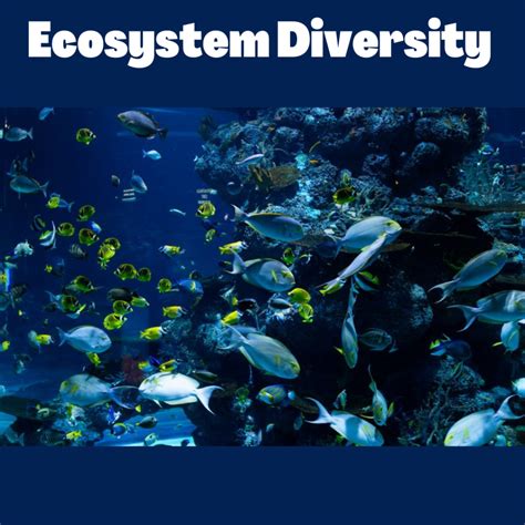 What Is Ecosystem Diversity And Why Is It Important Design Talk