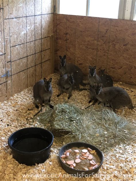 Wallabies For Sale