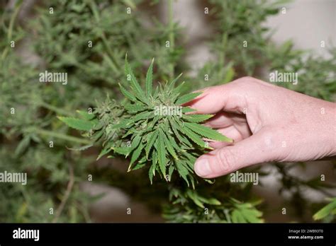 Some Medicinal Plants Or Medicinal Herbs Used In Traditional Medicine