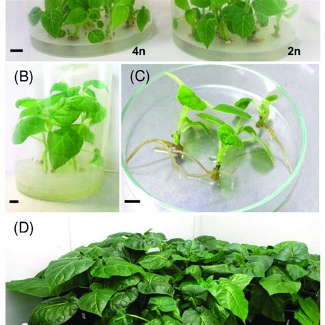 Micropropagation Of Tamarillo Tetraploid 4n And Diploid 2n Plants Download Scientific