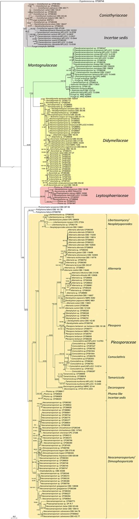 Consensus Tree From Bayesian Phylogeny Inferences Based On ITS S Download Scientific Diagram