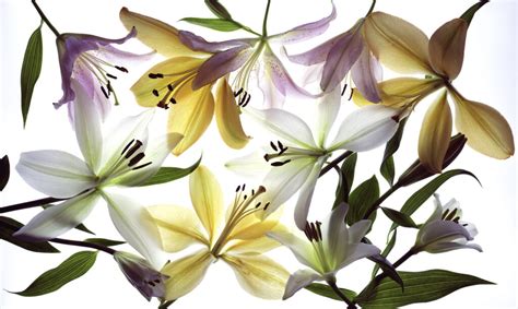 Sandra Corless Nmccf Gallery