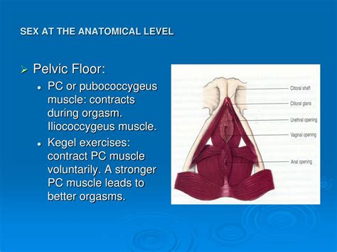 Ppt Sex At The Anatomical Level Powerpoint Presentation Free