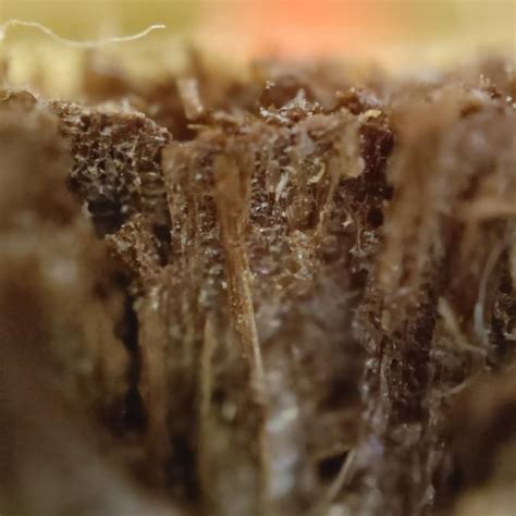 Oppo S Find X Pro Has A X Microscope Camera Engadget