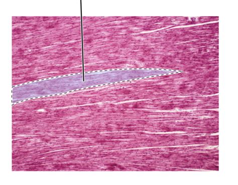 Cardiovascular Histology Flashcards Quizlet