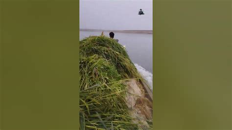 ঘাস বুজায় নৌকা মিঠামইন হাওর Mithamoin Haor Mithamoin Haor Lifestyle Alamin Youtube