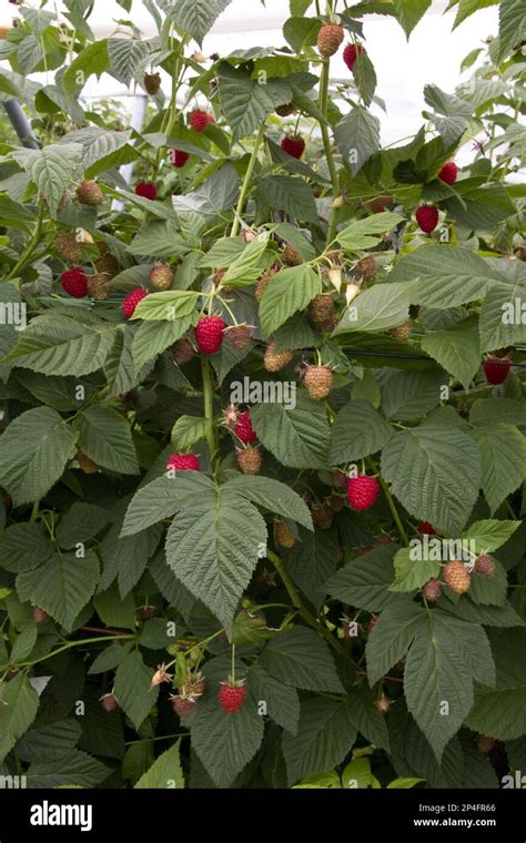 Raspberry Plant Called Driscoll Cardinal The New Variety Differs From Other Raspberry Varieties