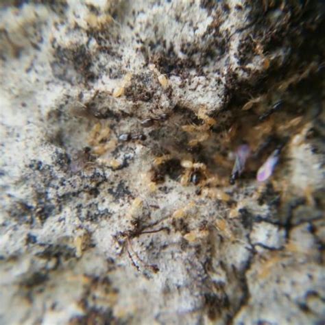 Plagiolepis Pygmaea Insect Identification Guide Habitat And Facts