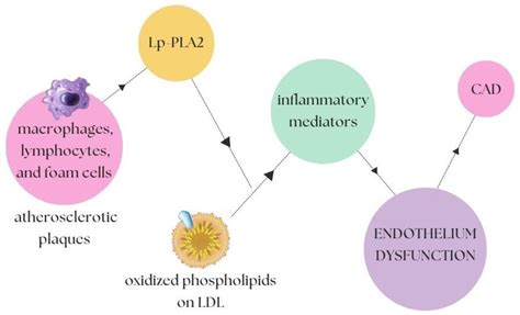 Lp Pla2 Dependent Activation Cycle 40 The Macrophages Lymphocytes