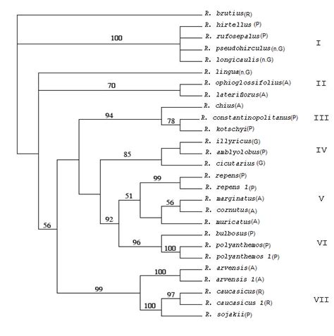 Strict Consensus Of 29 Trees Resulting From Parsimony Analysis Of Its Download Scientific