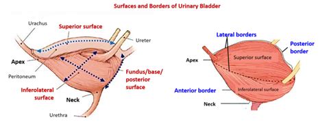 Urinary Bladder Anatomy Qa