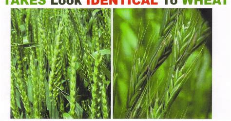Speak The Truth In Love Wheat And Tares