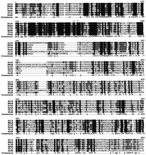 Multiple Alignments Between The N Terminal Regions Of The Hemolysins Of