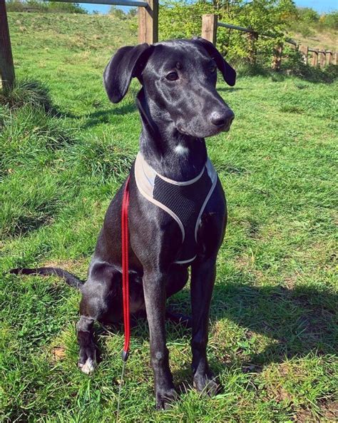 Best Whippet Mixes At Jeremiah Jobe Blog