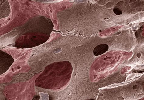 Scanning Electron Microscope Sem Testing Kiyo Randd