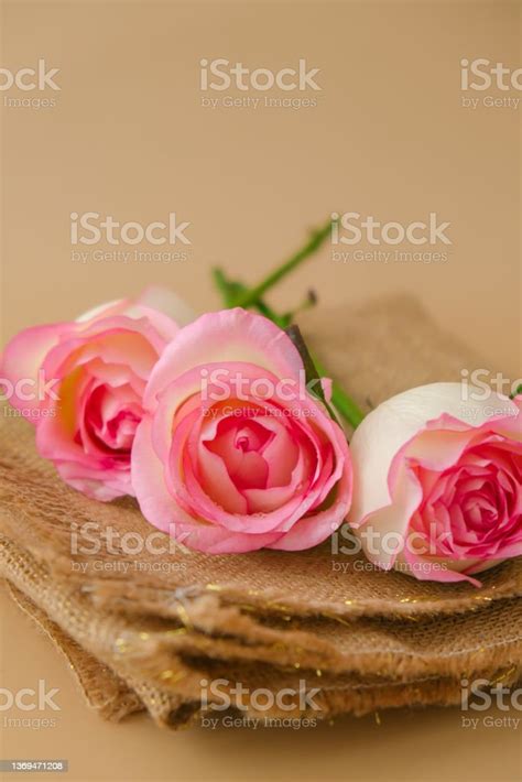 베이지 색 배경에 섬세한 핑크 장미 최소한의 트렌디 한 구성 추상미술 아이디어 로맨틱 한 파스텔 핑크 장미 꽃 현대미학 중립