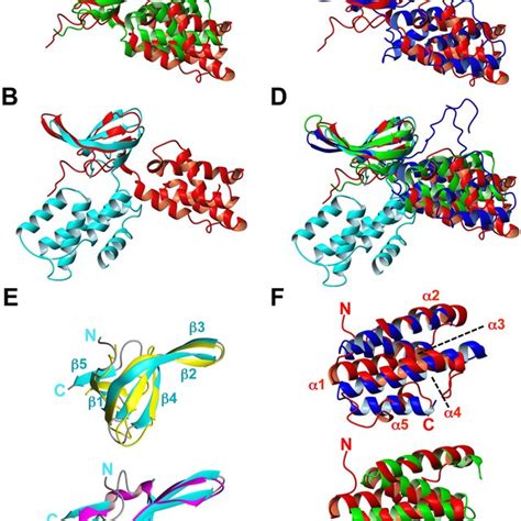 Nmr Solution Structures Of Cdnl And Its Domains A Schematic Download Scientific Diagram