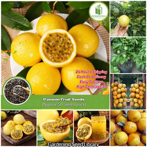 Easy To Grow丨50pcs Rare Passion Fruit Seeds Of Planting丨climbing Vine