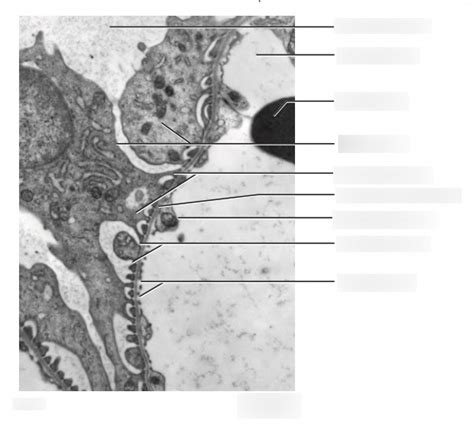 Figure 2310c Structure Of The Glomerulus Diagram Quizlet