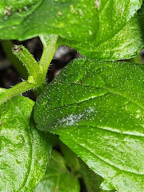 Is This Powdery Mildew Or Regular Surface Hairs On My Mind Plant