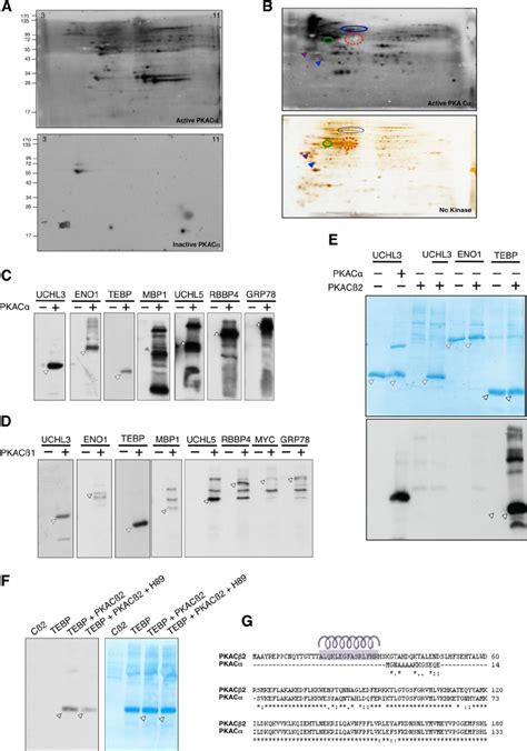 Pka Catalytic Subunits Have Distinct Substrate Selectivity A Download Scientific Diagram