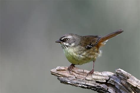 White Browed Scrubwren Climatewatch Australia Citizen Science App