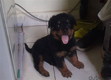 نتي روت للبيع انشاء الله المكان شبرالخمية ومتاح صور لاب وام طيور