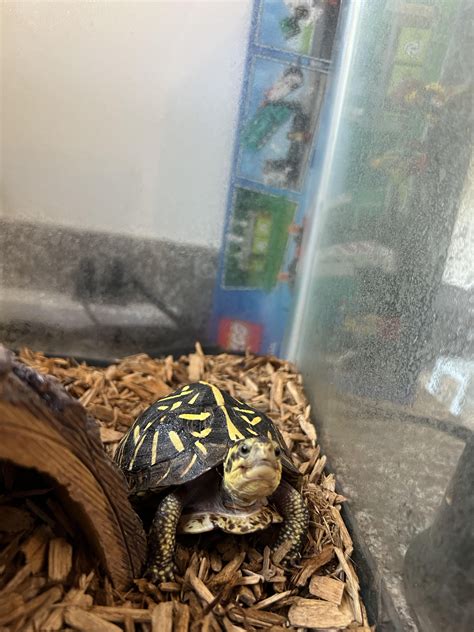 Box Turtle Habitat Rturtle