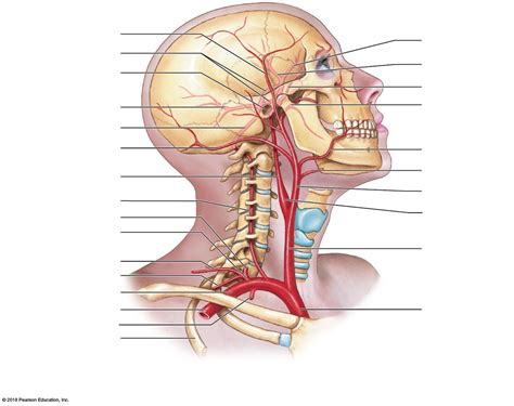 Head Neck Arteries Pt 2 Diagram Quizlet