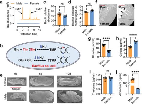 The Sexual Dimorphism In Rectum And Protein Digestion Pathway Influence Sex Pheromone Synthesis