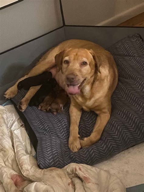 Cocker Spaniellabrador Mix Puppies