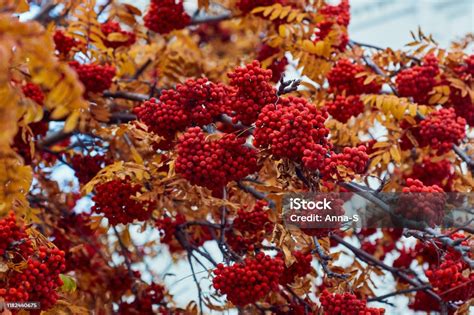 가을에 잘 익은 열매를 가진 로완 나무 의 무리 0명에 대한 스톡 사진 및 기타 이미지 0명 10월 가을 Istock