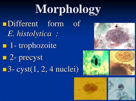 Solution 4 Amebiasis Dysentry Studypool