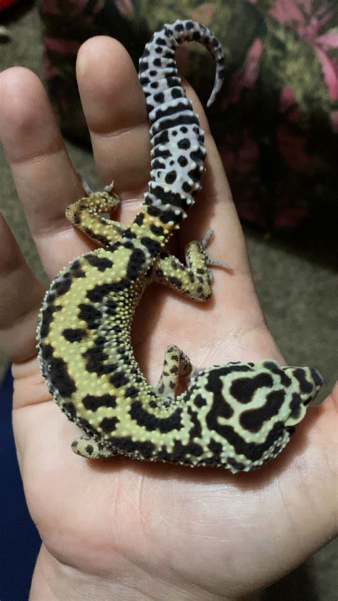 Help identifying the morph of my adult leopard gecko - Leopard Geckos - MorphMarket Reptile ...