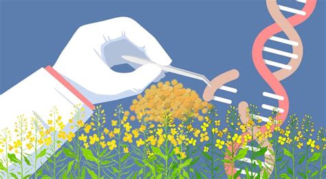 Genetically Modified Gm Crops Cotton Mustards Etc Civilsdaily