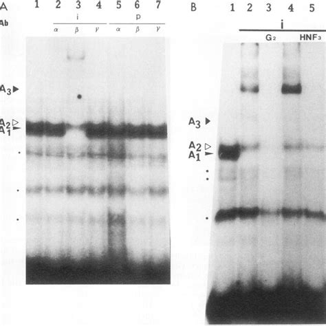 Methylation Interference Assay Of The A And A2 Complexes Download