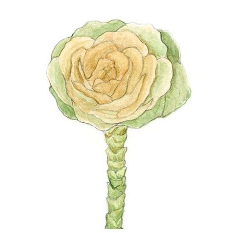 [이소영의 도시식물 탐색] 왜 겨울 화단마다 꽃양배추가 있을까 식물세밀화가 네이트 뉴스