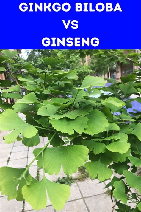 Ginkgo Biloba Vs Ginseng Which One Should You Take Ginkgo Biloba Ginkgo Ginseng