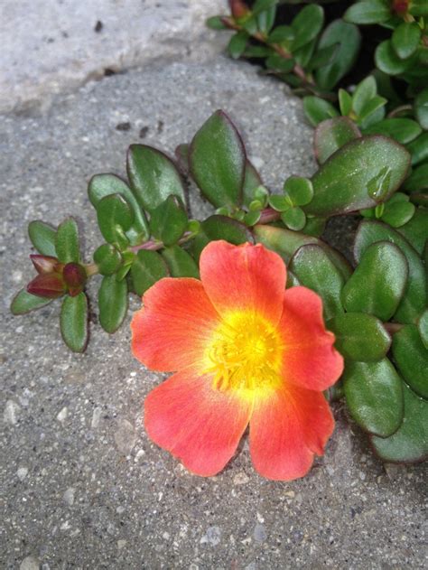 Pretty Orange Ground Cover Ground Cover Secret Garden Orange